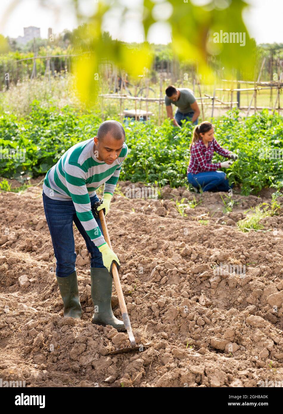 Workers Hoeing A Garden