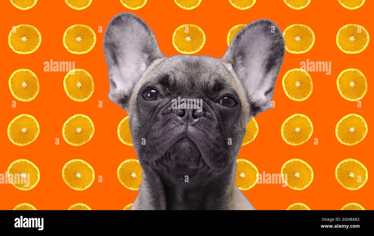 Pet bulldog facing camera with oranges falling in background Stock ...
