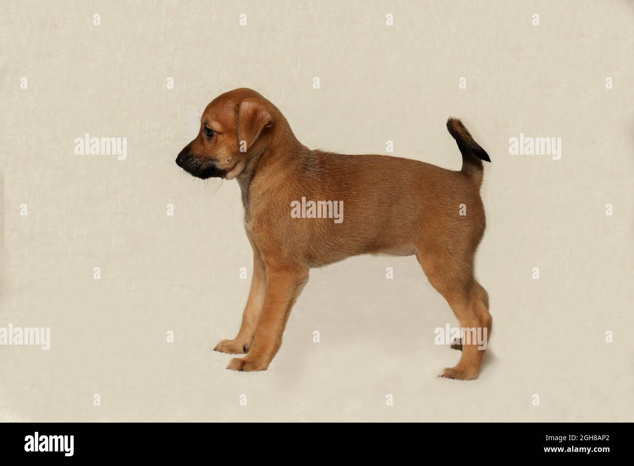 a charming puppy is standing on the sofa. a small, cute pet. A bald ...