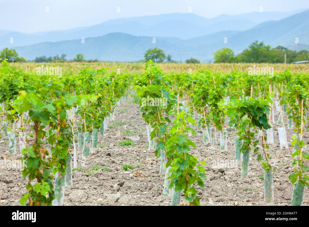 Beautiful vineyard in wine region of Georgia, Kakheti. Agricuture Stock ...