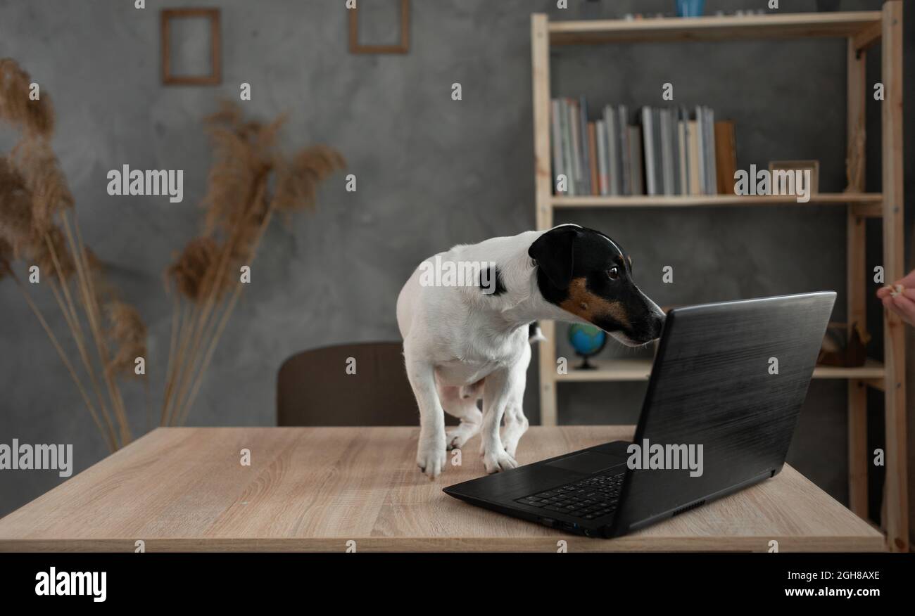 Laptop jack hi-res stock photography and images - Alamy