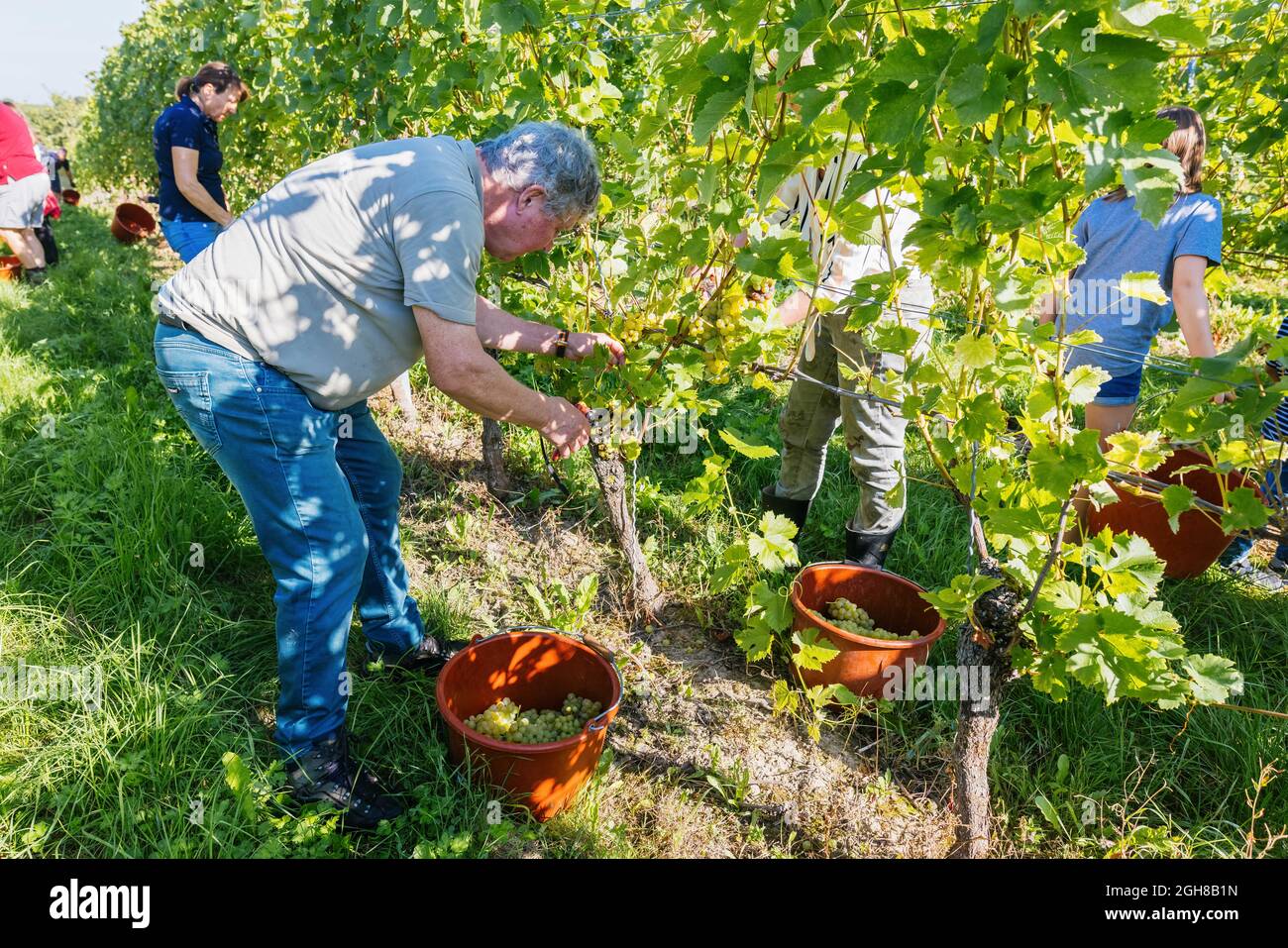 Offenburg, Germany. 06th Sep, 2021. A harvest helper is picking grapes ...