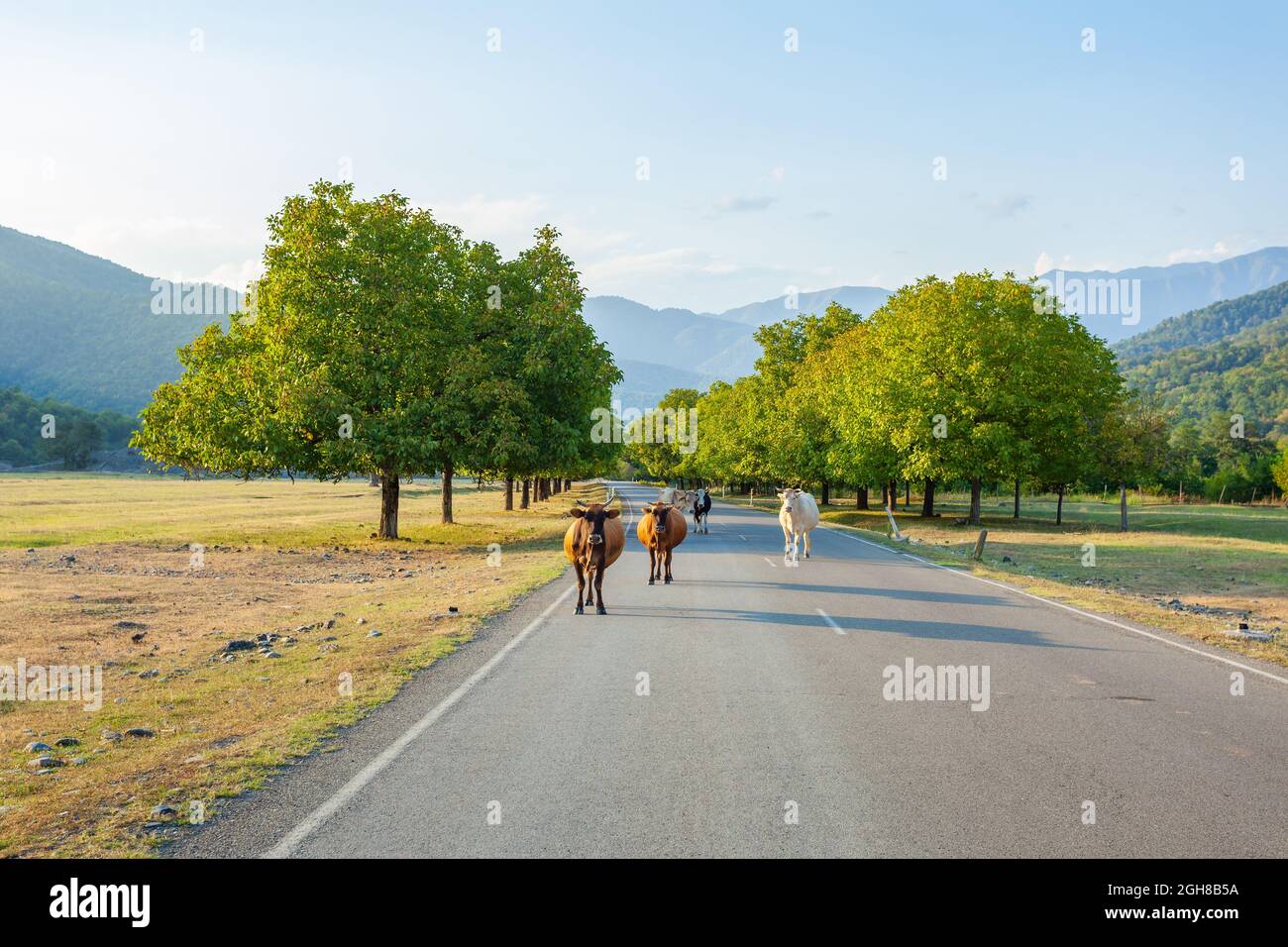 Cows in the country road, domestic animals. Georgia Stock Photo - Alamy