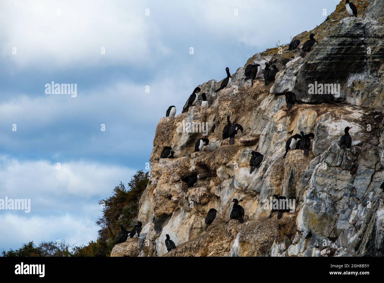 Wonderful landscape of birds on a cliff in Tierra del Fuego Stock Photo ...