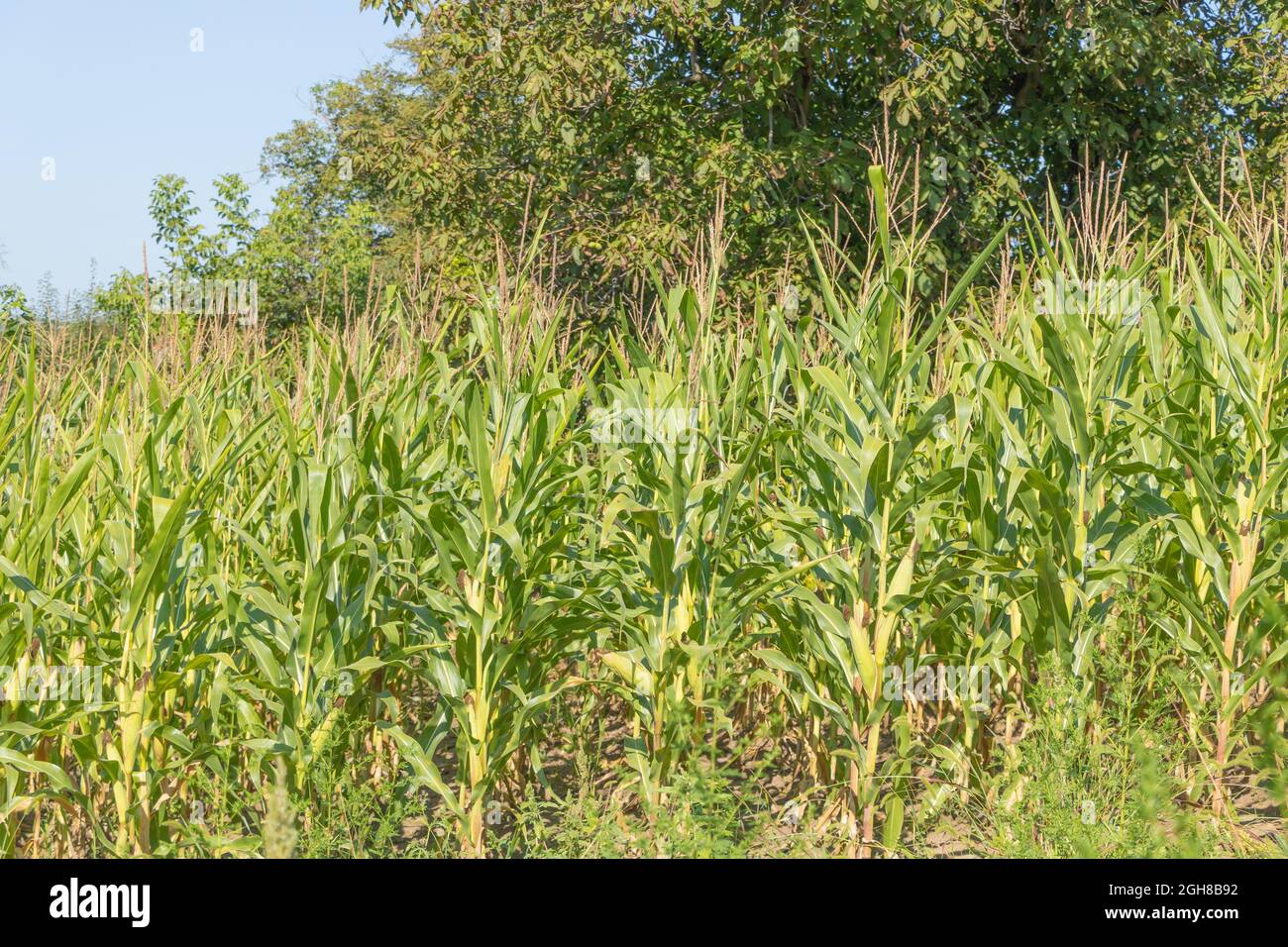 Corn plantation on the field - photographed in full sun Stock Photo - Alamy