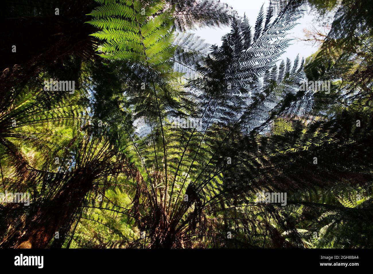 Giant Fern Leaf High Resolution Stock Photography and Images - Alamy