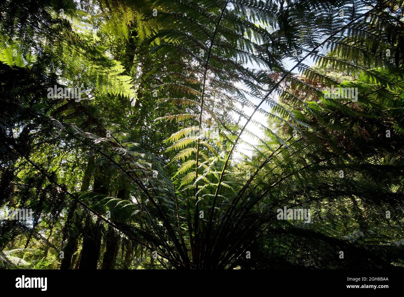 Giant tree fern in backlight on Tasmania Stock Photo - Alamy