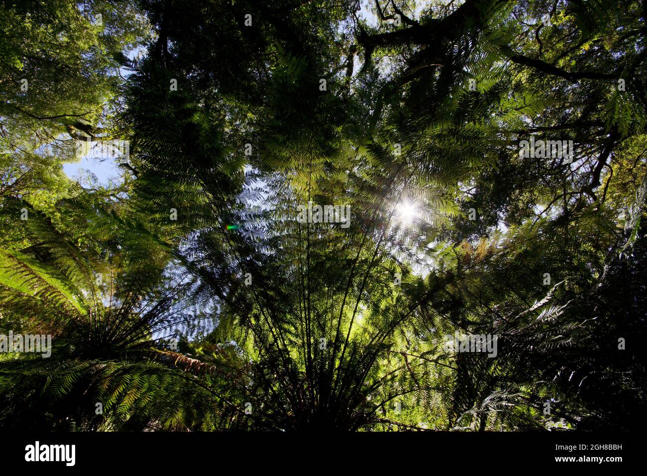 Giant fern tree hi-res stock photography and images - Alamy