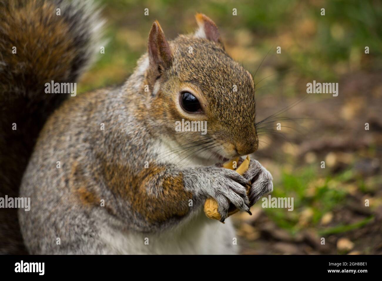 Close up of cute squirrel eating a nut Stock Photo - Alamy