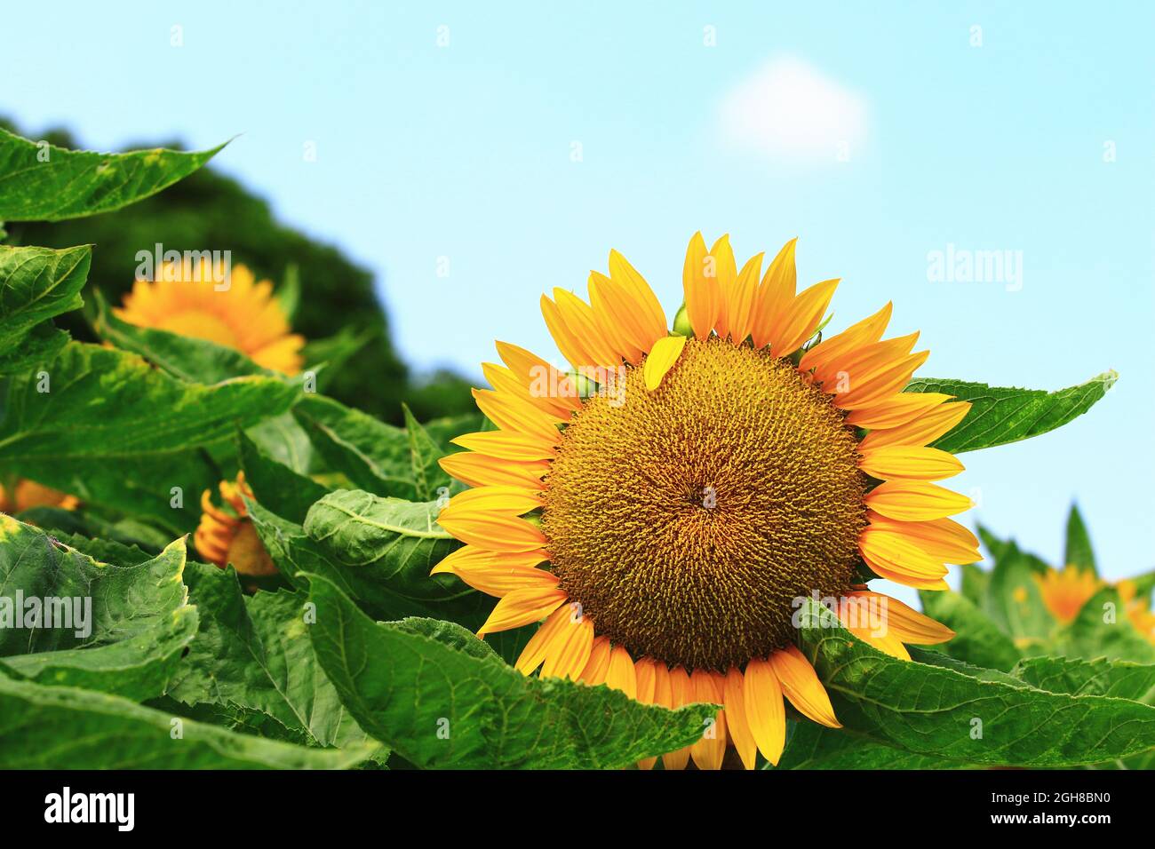 amazing view of yellow Sunflowers blooming in the garden at sunny ...