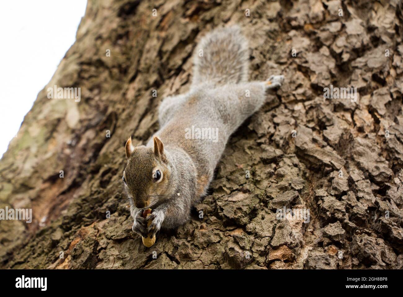 Squirrel eating a nut chilling on a tree Stock Photo - Alamy
