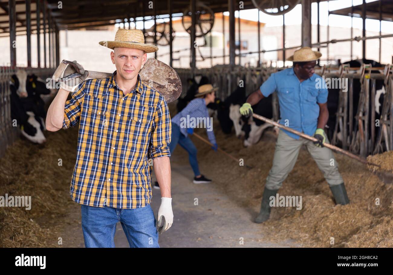 Positive male farm worker with group of farmers feeding cows in stall ...