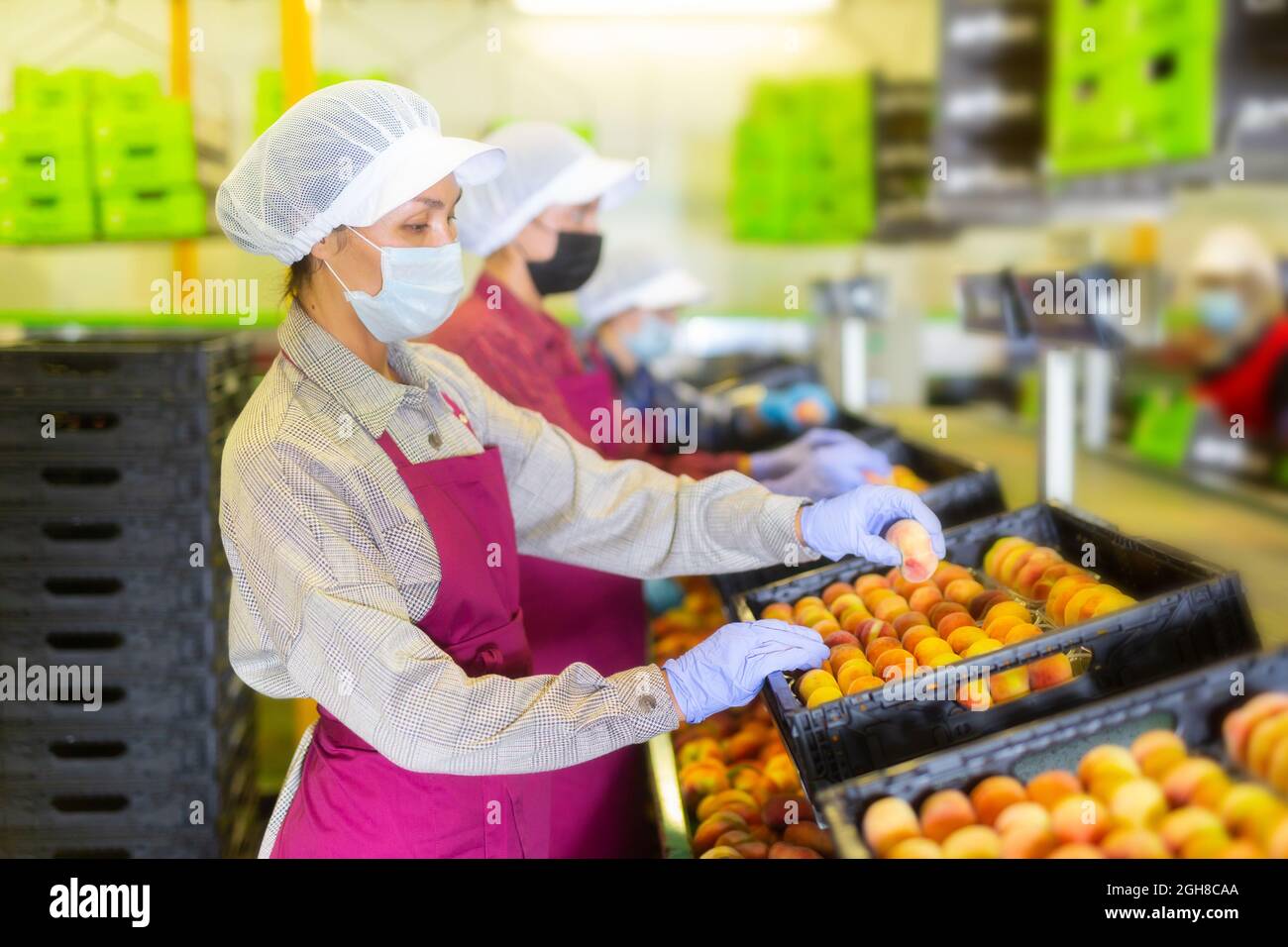 Three women in uniform and masks sorting peaches in sorting room Stock ...