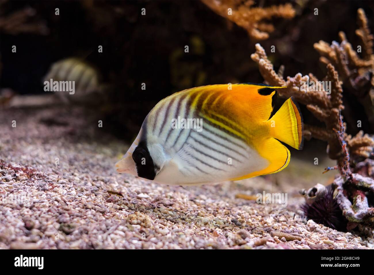 Threadfin Butterflyfish