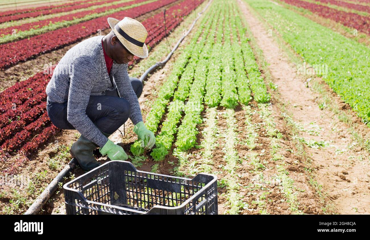 African American farmer hand harvesting ripe green lettuce cultivar on ...