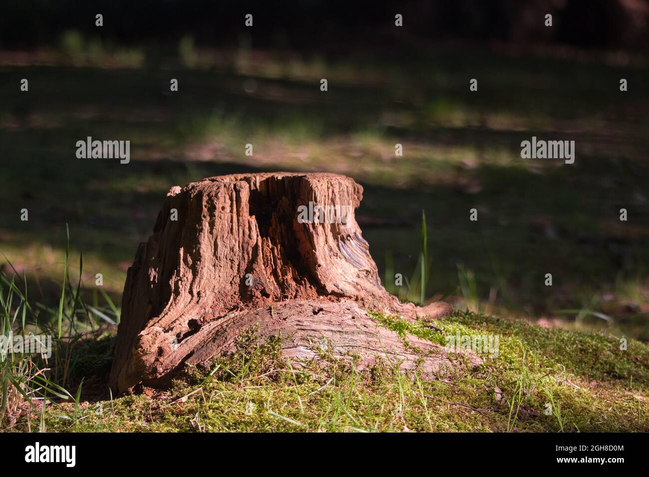 Sunlight shines on an old red brown tree stump surrounded by green moss ...