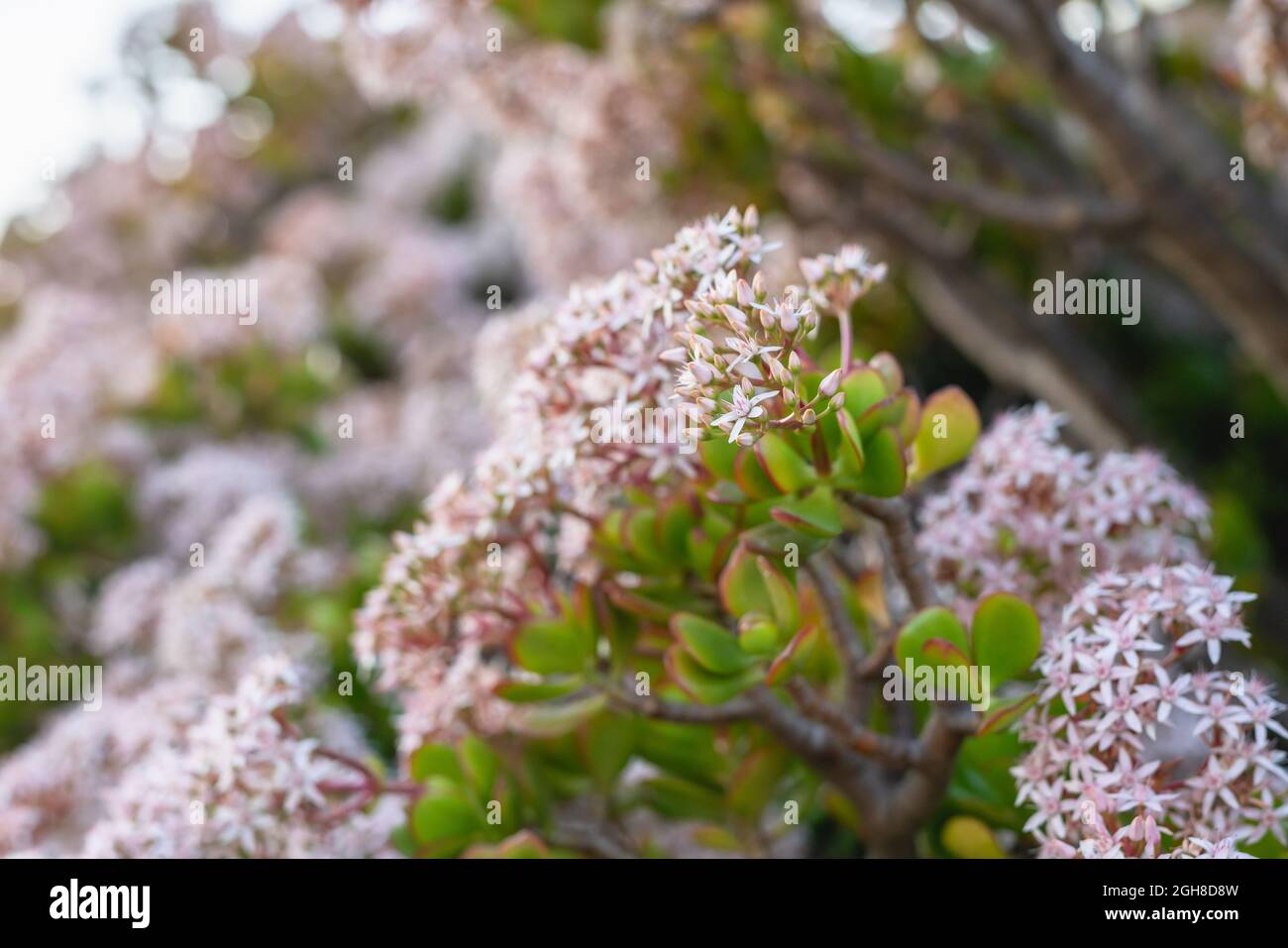Jade plant in bloom. Close up of beautiful star-shaped white and pink ...