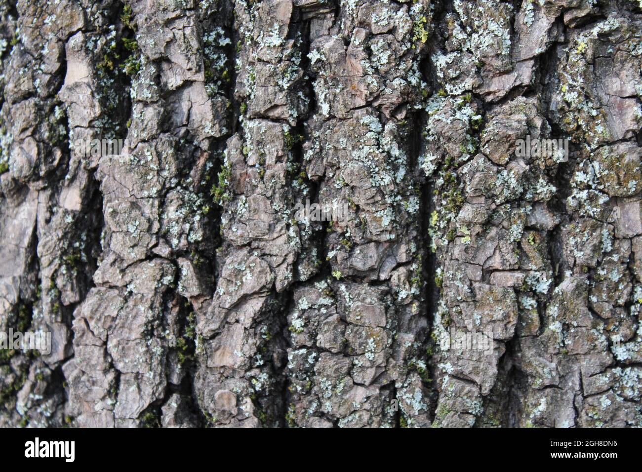a tree trunk in close-up with details like lichens, nature Stock Photo ...