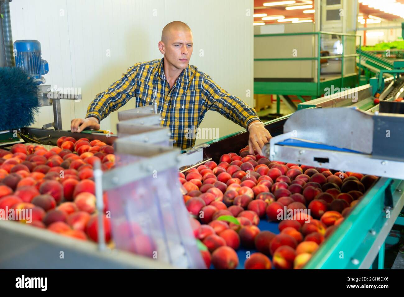 European man sorting peaches on the conveyor Stock Photo - Alamy