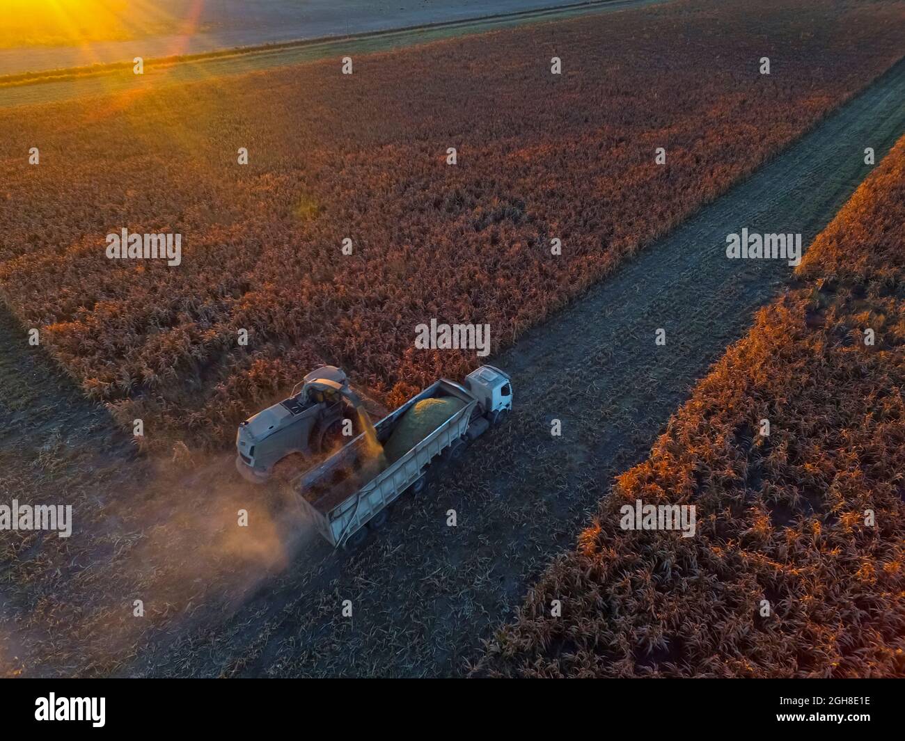 Harvester chopper, chopping corn in the Argentine countryside Stock ...