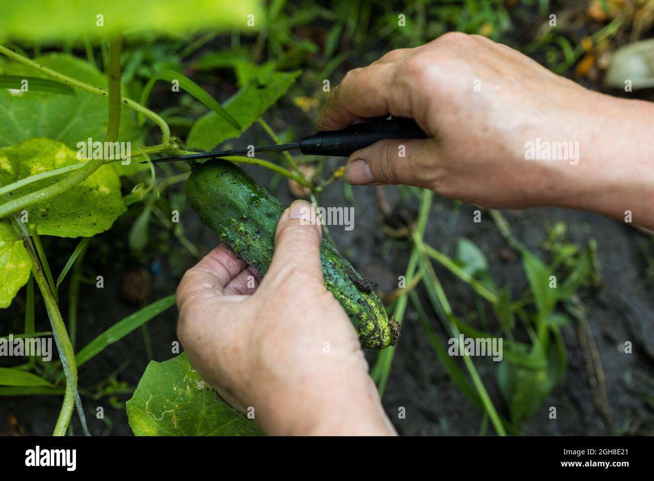 Fresh organic cucumber on plant ready for harvesting process Stock ...