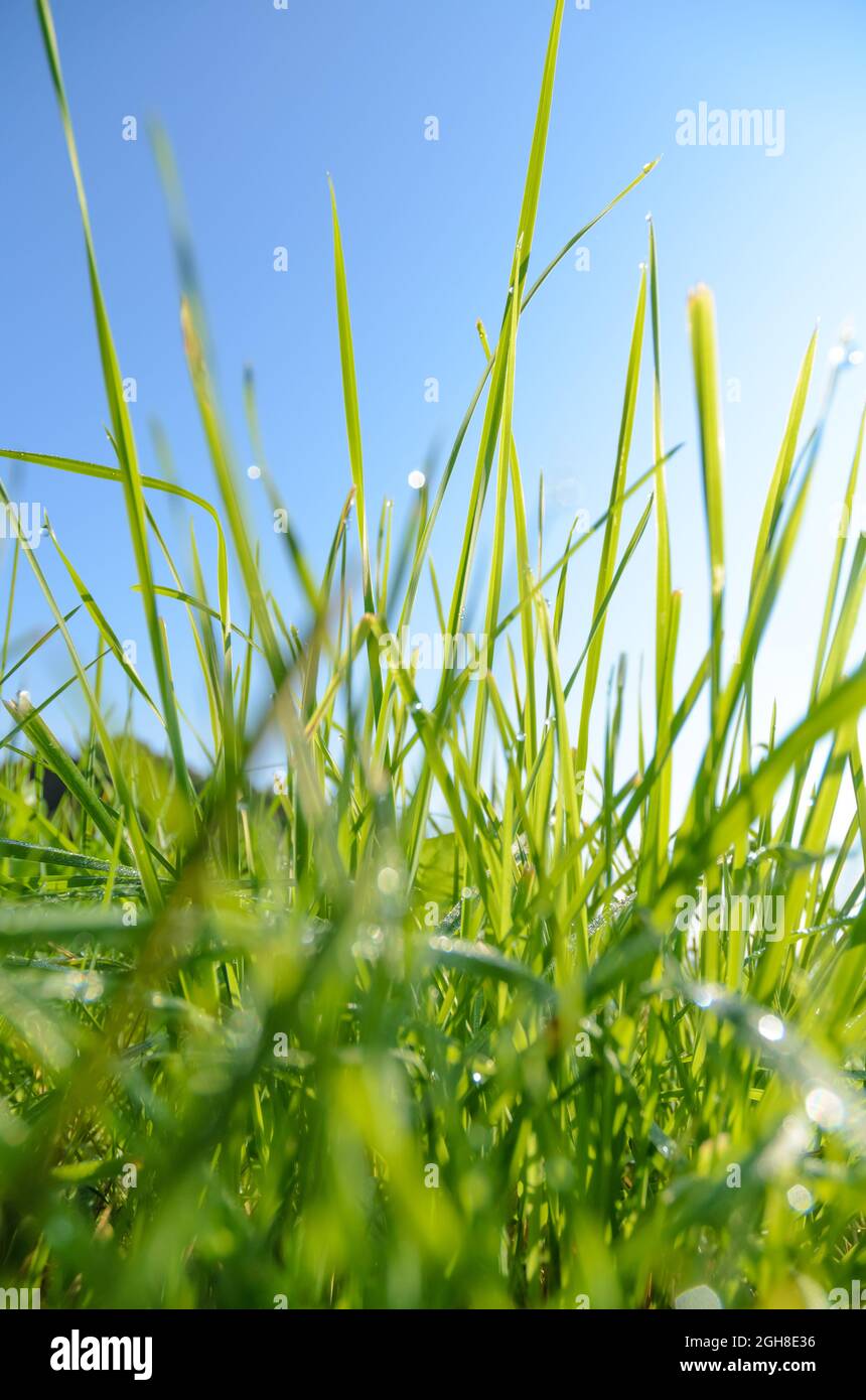 Blade Of Grass Up Close