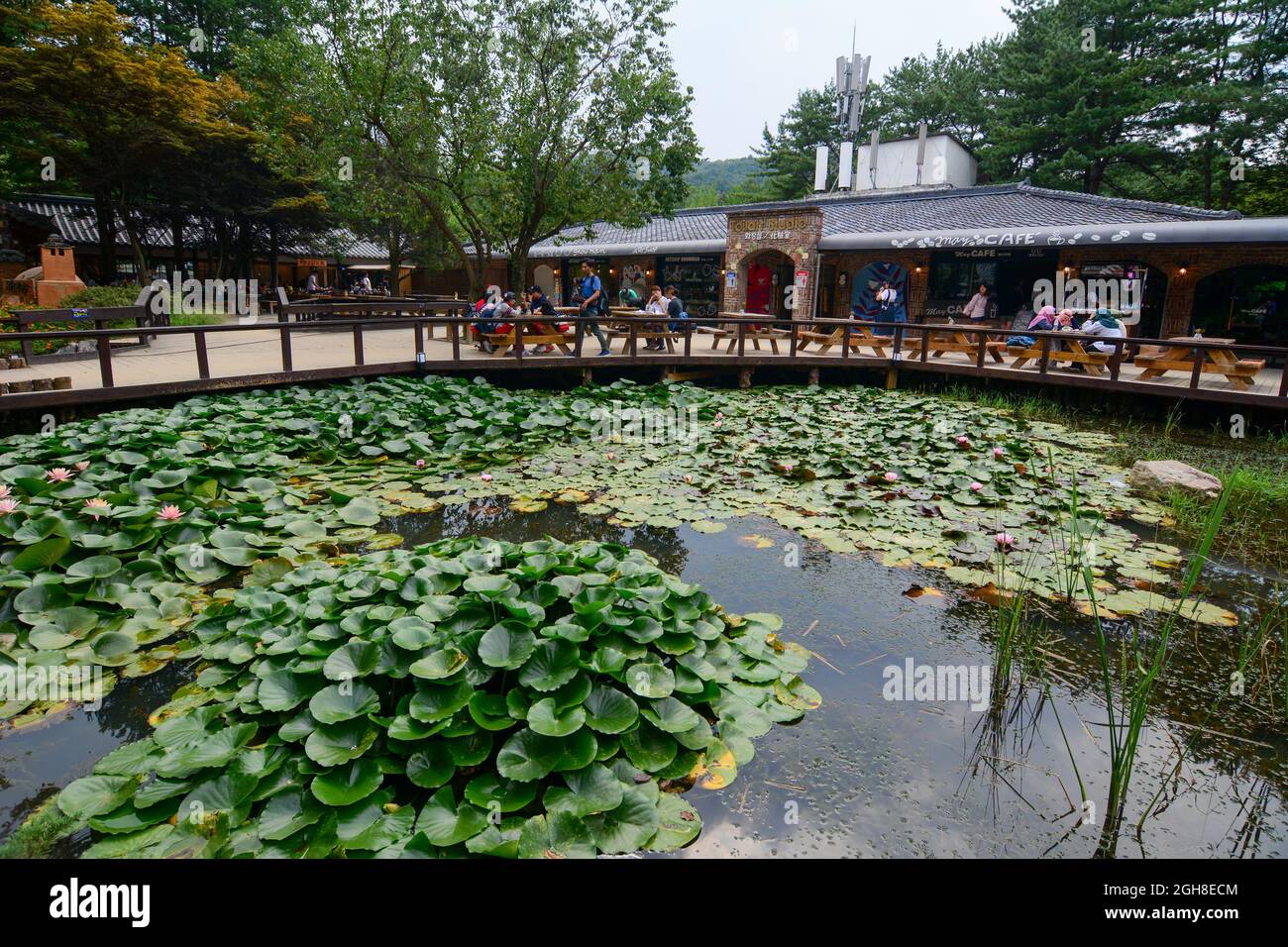 Nami Island Chuncheon South Korea