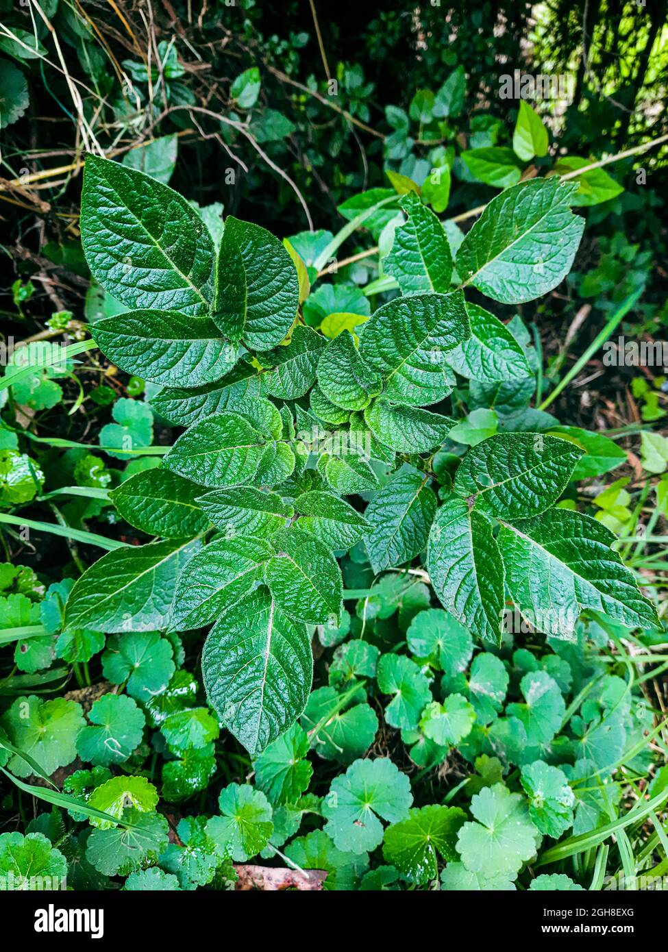 Vertical shot of green mulberry leaves in a forest Stock Photo - Alamy