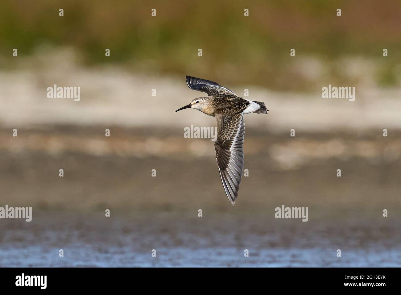 Curlew sandpiper (Calidris ferruginea) in flight Stock Photo - Alamy