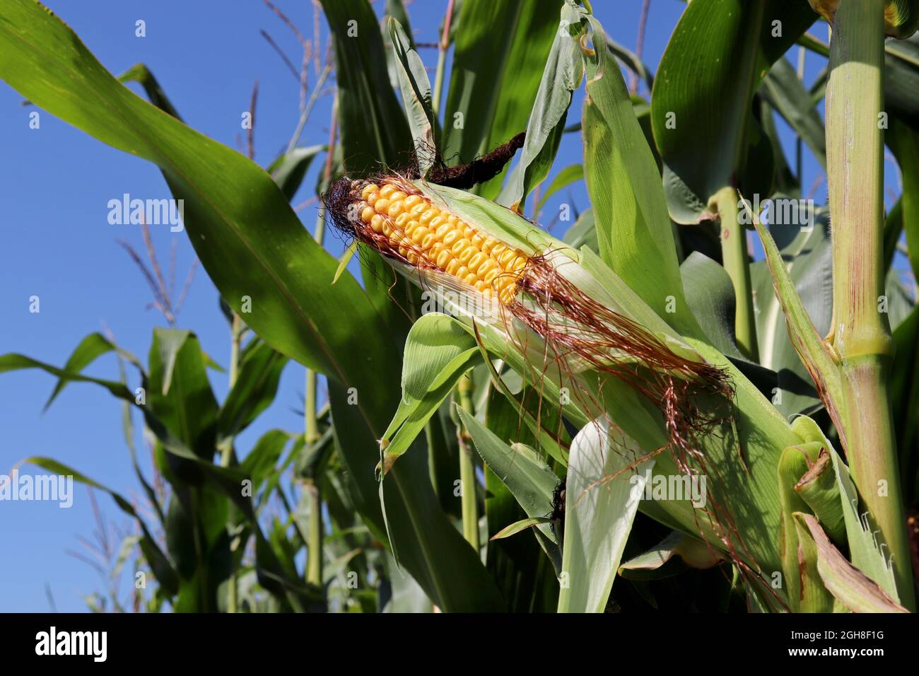 Us corn agriculture closeup hi-res stock photography and images - Alamy