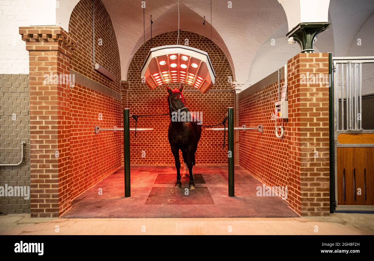 Hanover, Germany. 06th Sep, 2021. Police horse Argon stands under a ...