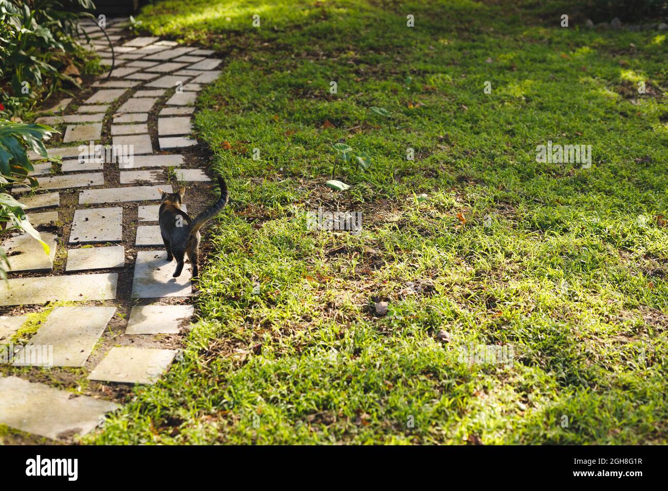 Domestic house cat walking hi-res stock photography and images - Alamy