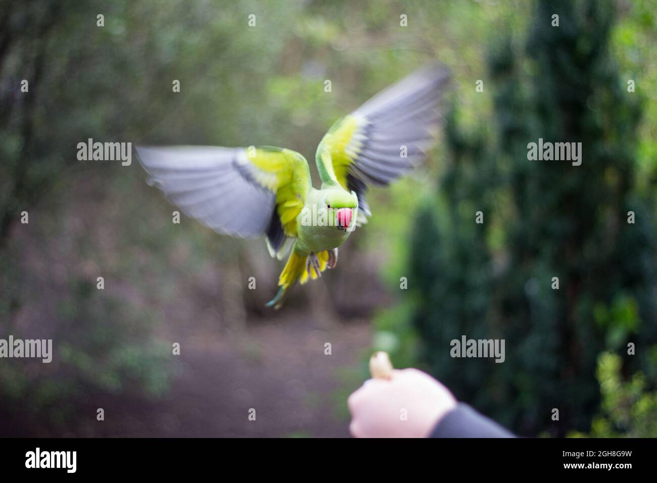 Rose-ringed parakeet mid-air snapshot Stock Photo - Alamy