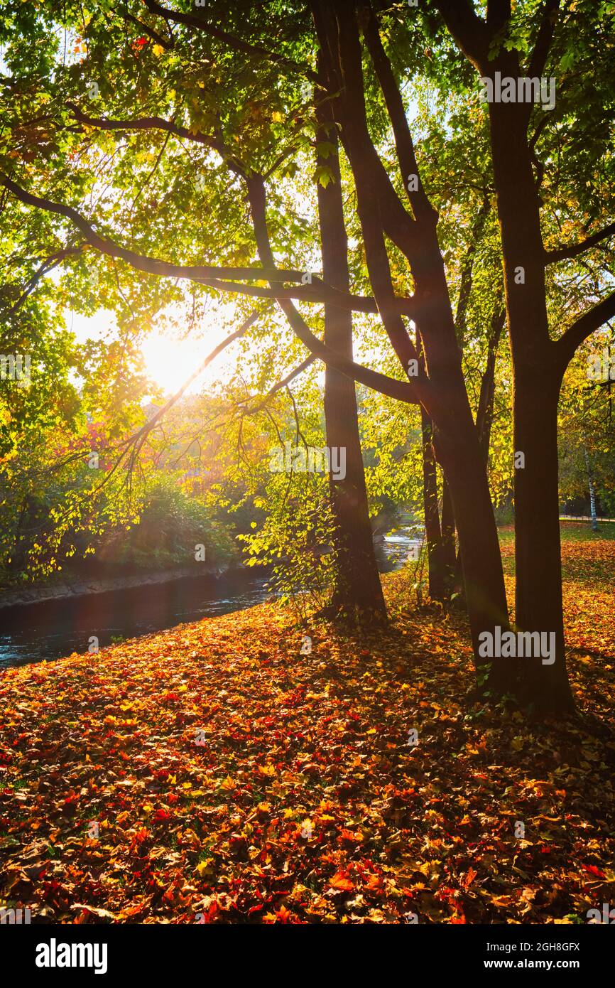 Golden autumn fall October in famous Munich relax place - Englishgarten ...