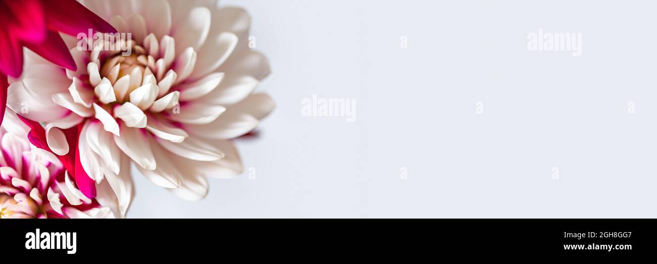 Beautiful bunch of red and white dahlia flowers. Shot on light ...