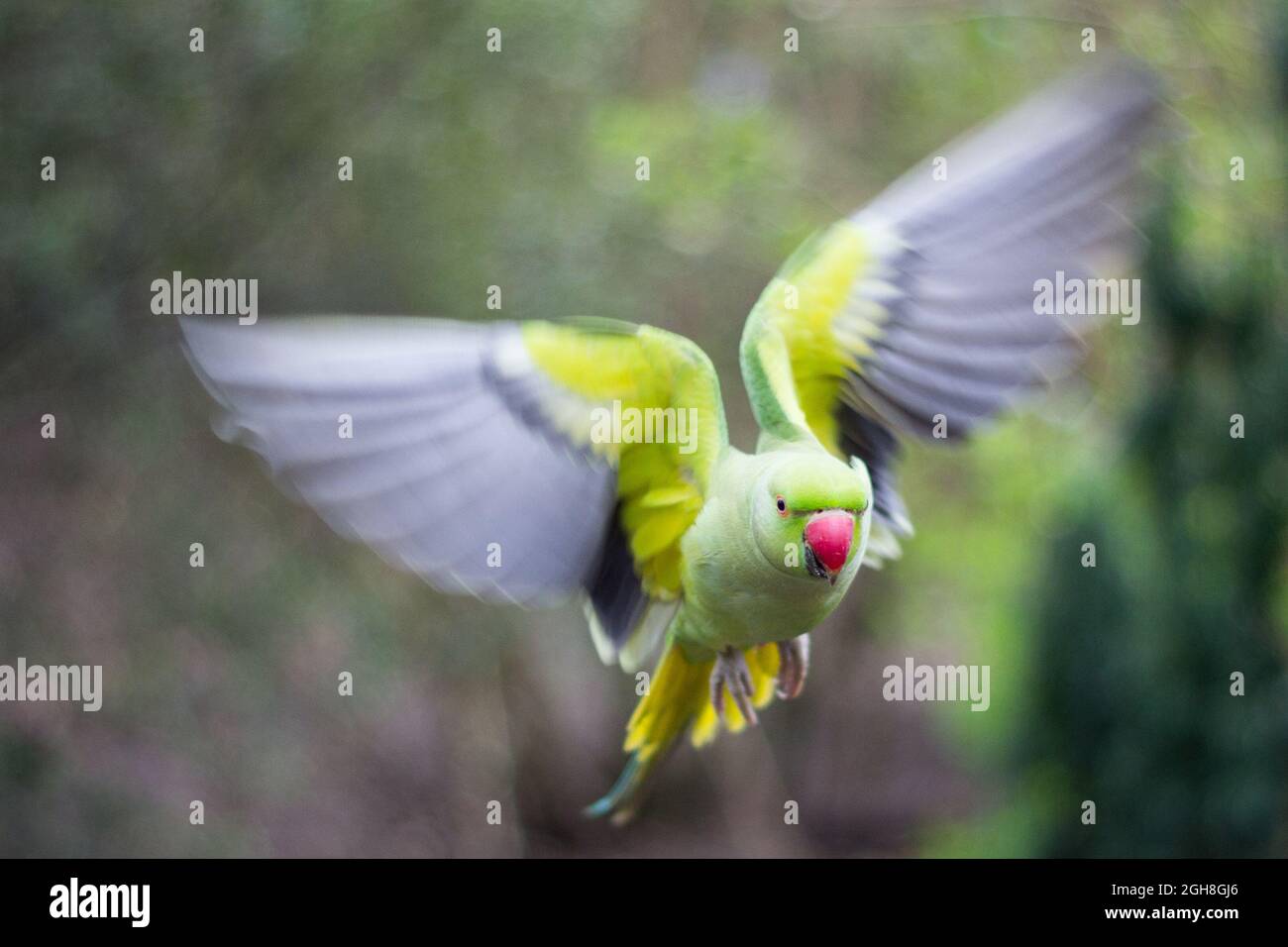 Rose-ringed parakeet mid-air snapshot Stock Photo - Alamy