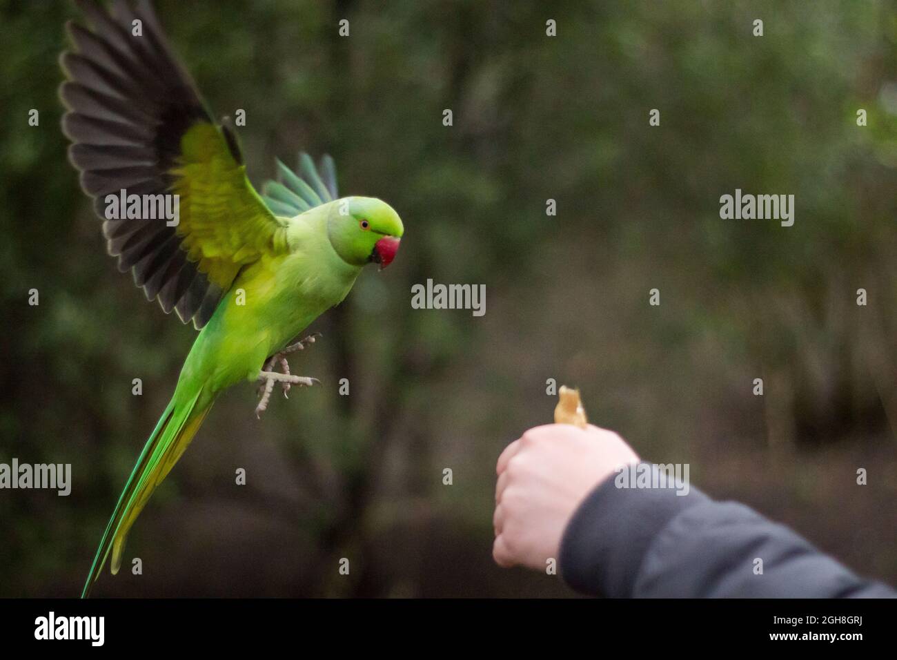 Rose-ringed parakeet mid-air snapshot Stock Photo - Alamy