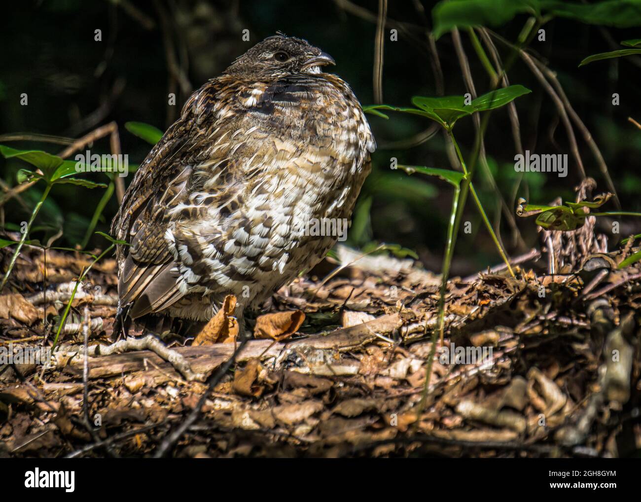 Female grouse in the forest, picture taken near Grandes Bergeronnes ...