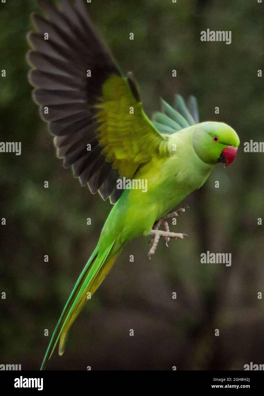 Mid air snapshot hi-res stock photography and images - Alamy