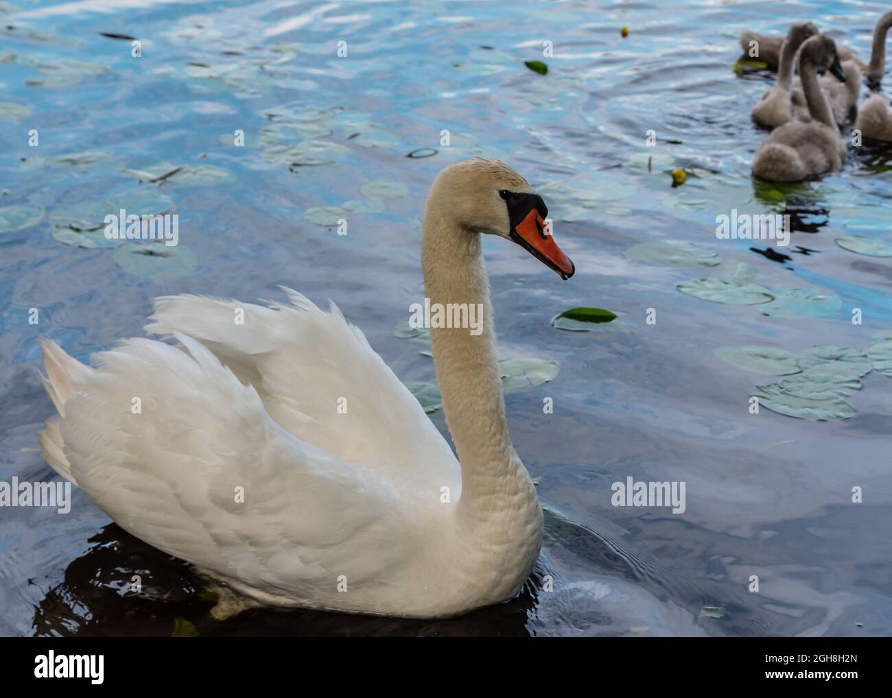 Swans on a lake surface Stock Photo - Alamy