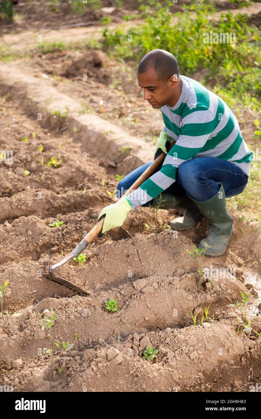 Indian man professional horticulturist with garden mattock at land in ...