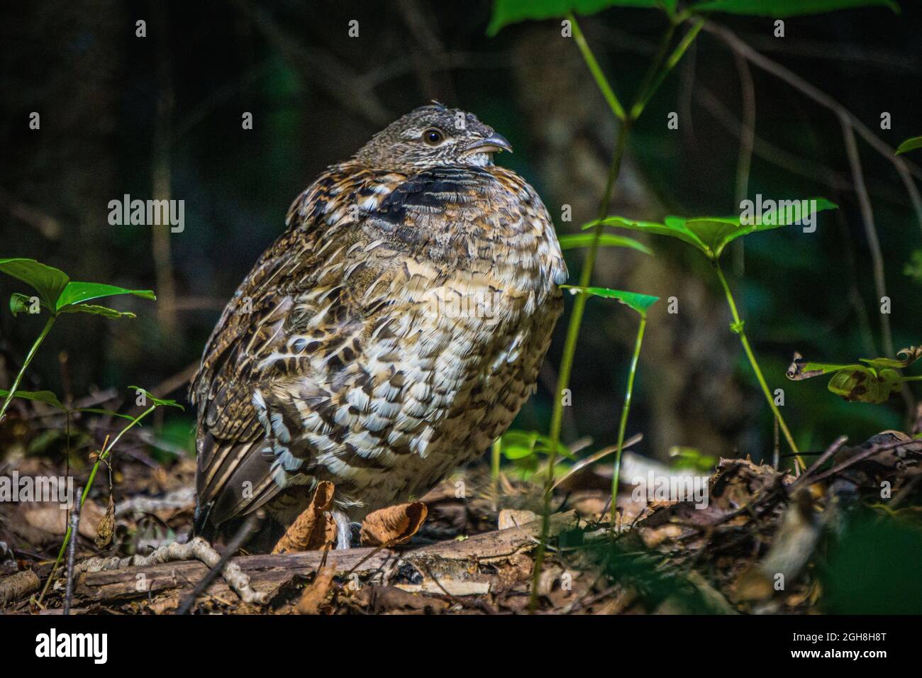 Female grouse in the forest, picture taken near Grandes Bergeronnes ...