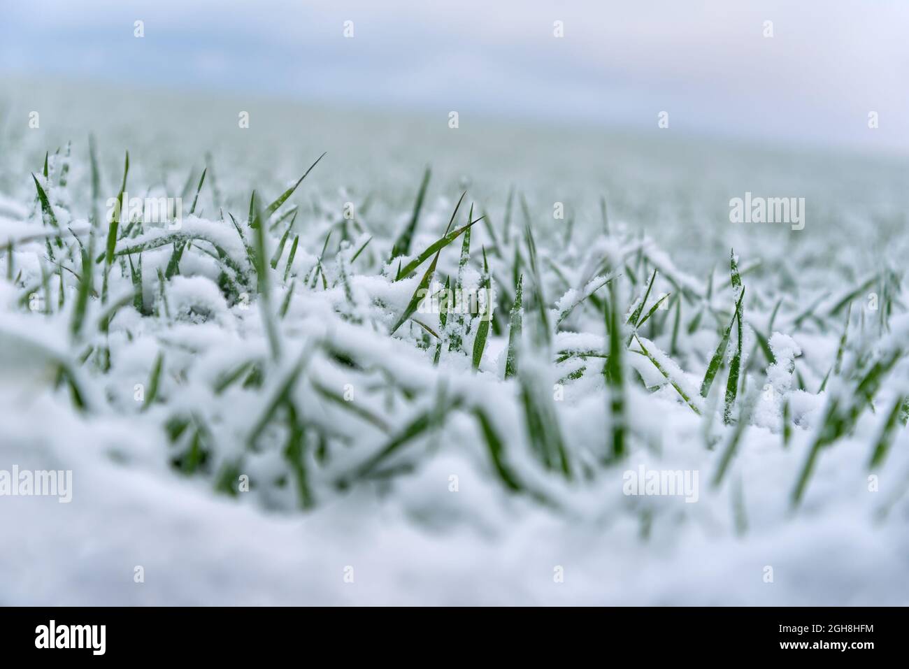 Growing wheat under a snow Stock Photo - Alamy