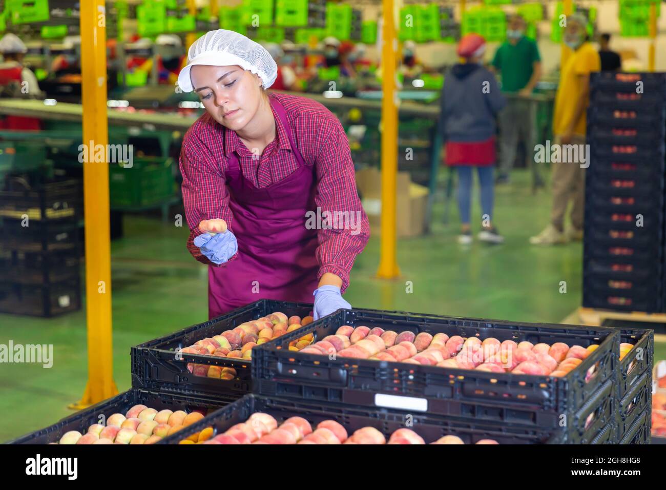 Young woman packing peaches into boxes in sorting room Stock Photo - Alamy