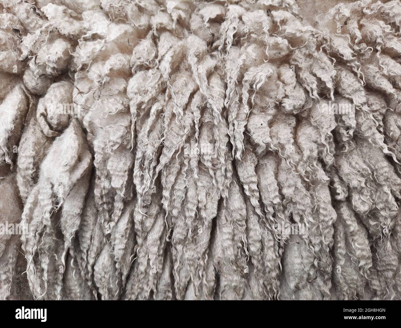 Closeup of unprocessed wool Stock Photo - Alamy
