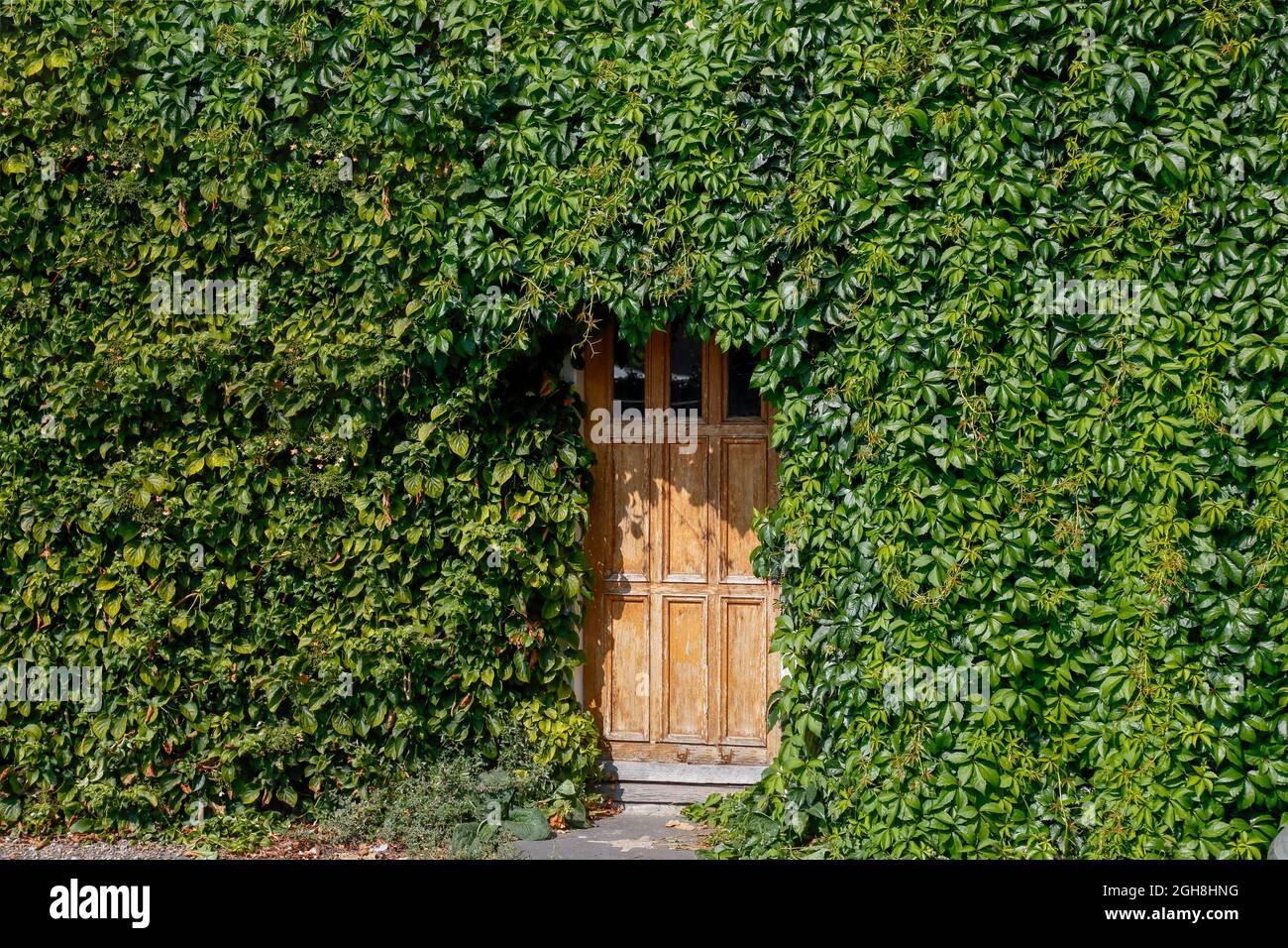 Foliage covered front wall Stock Photo - Alamy