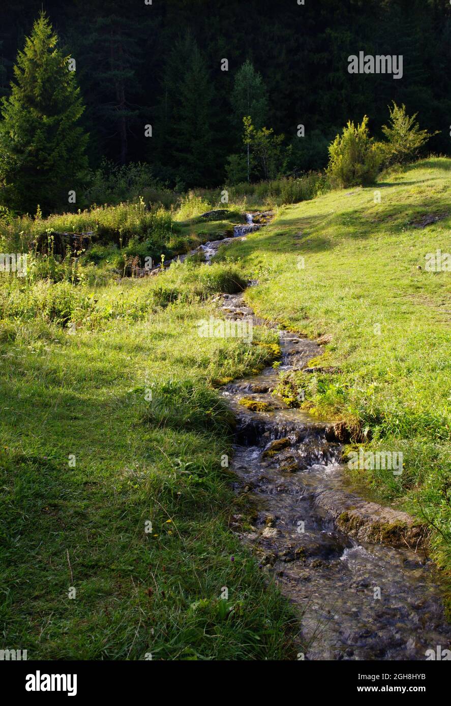 Beautiful nature with stream and meadow under the forest. Creek with ...