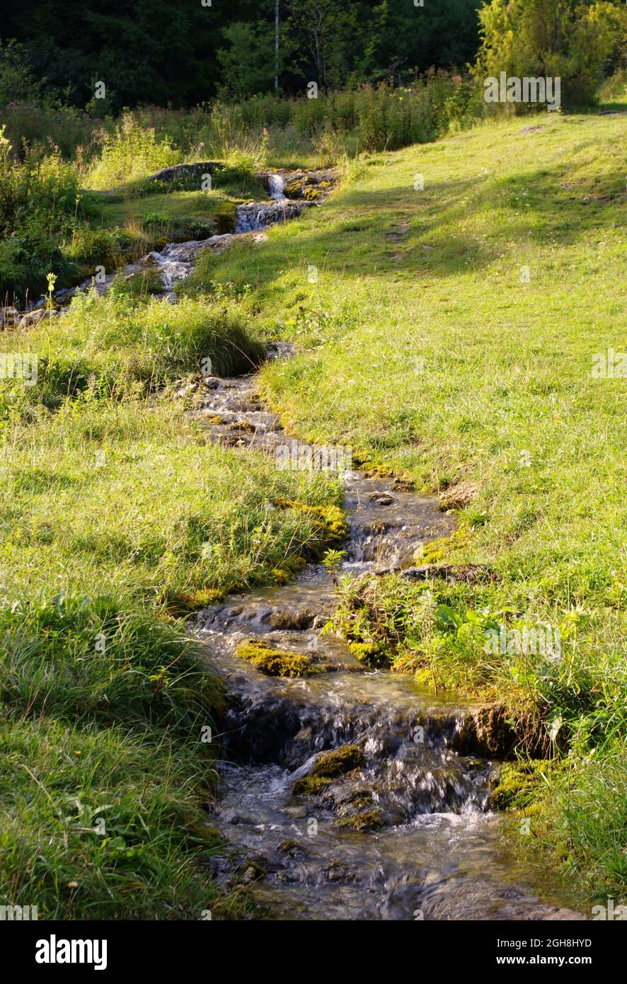 Beautiful nature with stream and meadow under the forest. Creek with ...