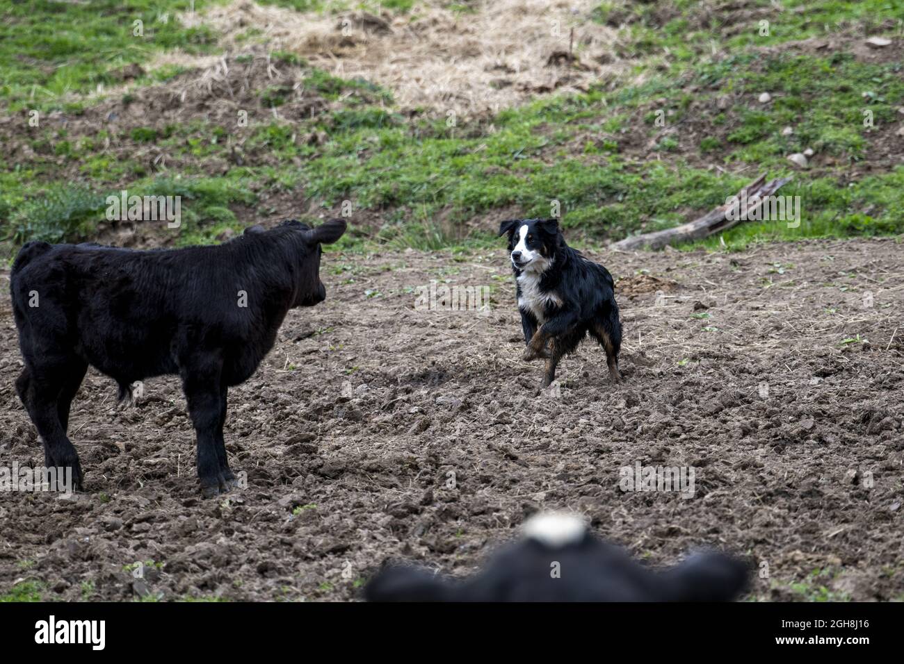 Running Farm Animals