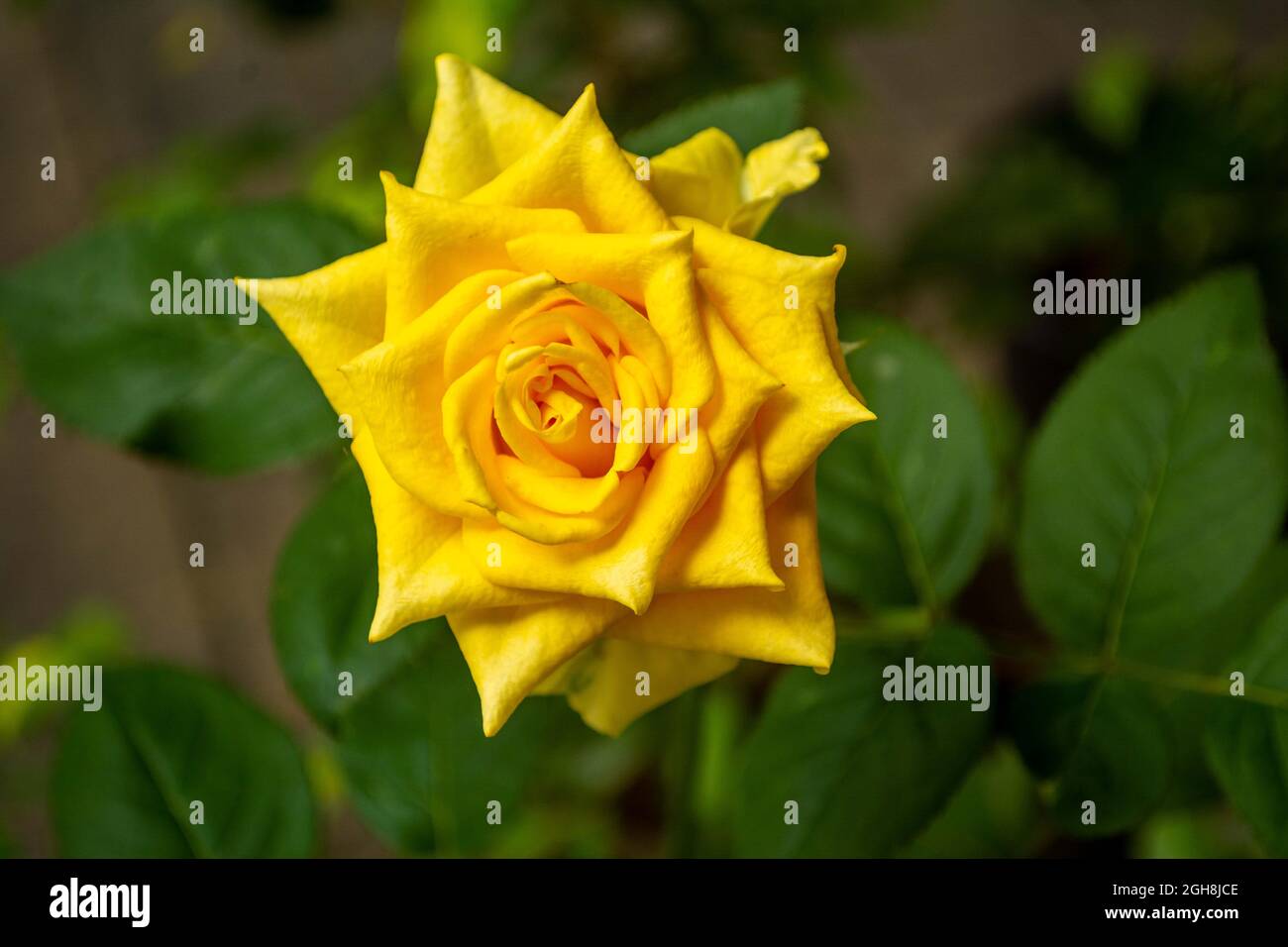 Yellow Rose close up Stock Photo - Alamy